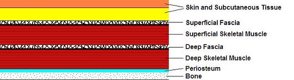 Medical Massage Courses & Certification | Science of Massage Institute ...