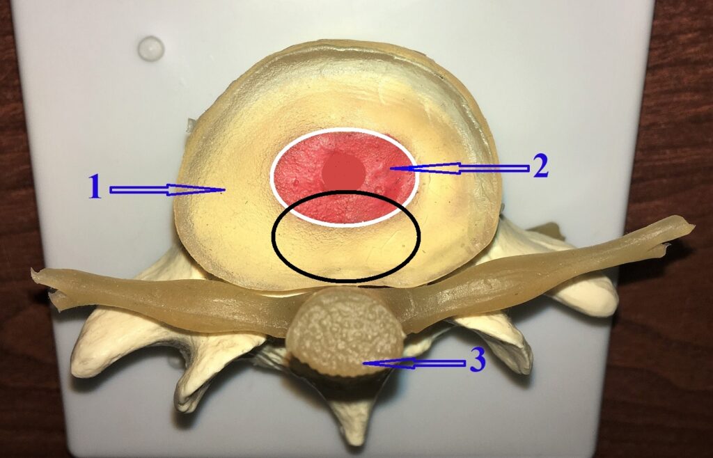 Medical Massage Courses & Certification | Science of Massage Institute ...