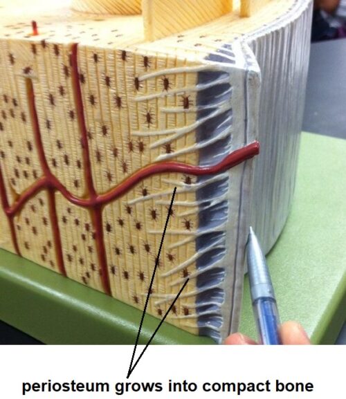 Medical Massage Courses & Certification | Science of Massage Institute ...