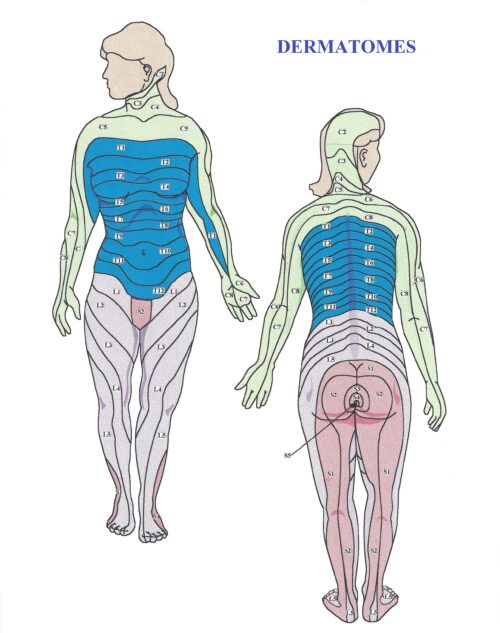 Medical Massage Courses & Certification | Science of Massage Institute ...
